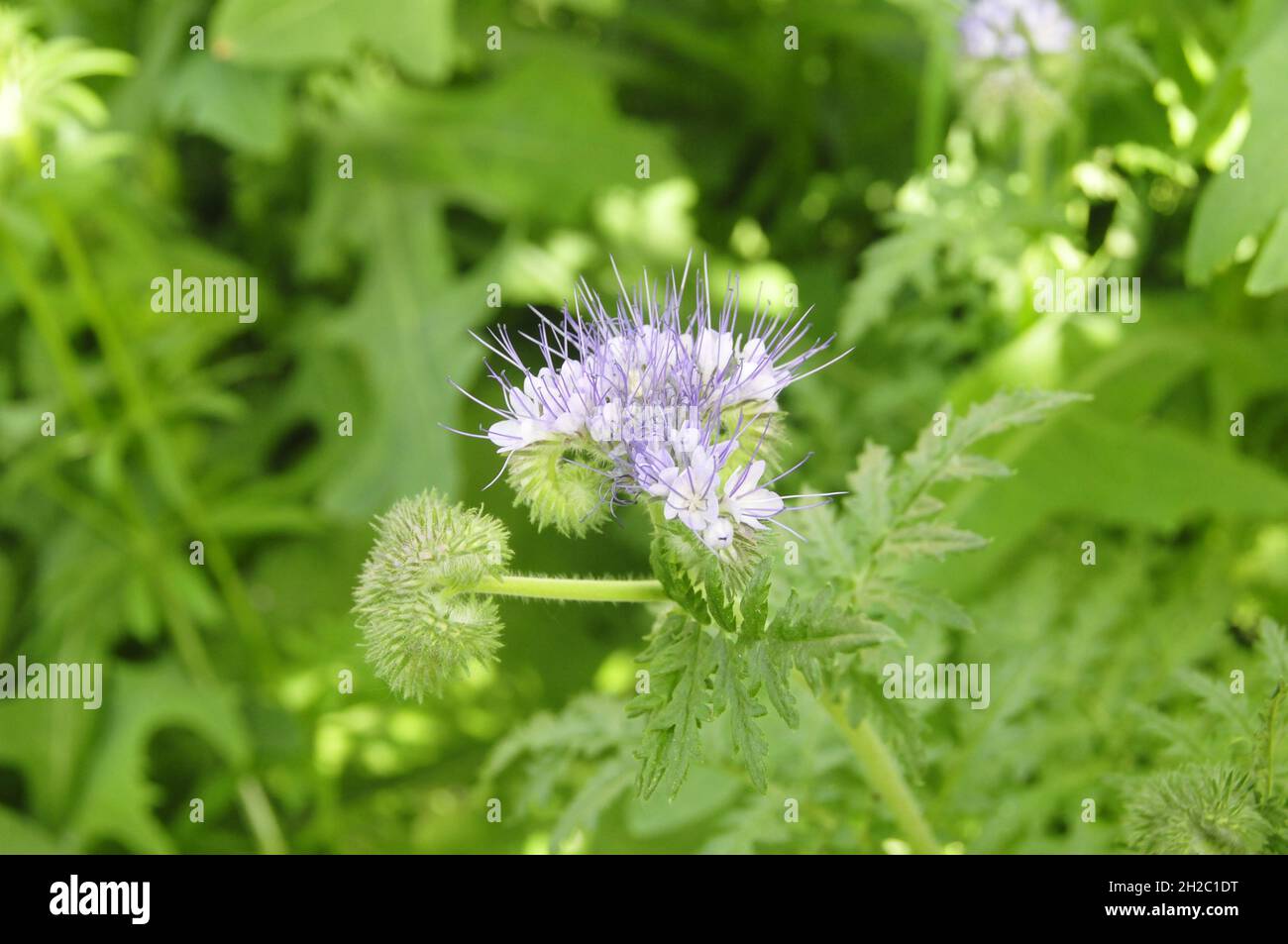 wild flowers colorful in untouched nature Stock Photo - Alamy