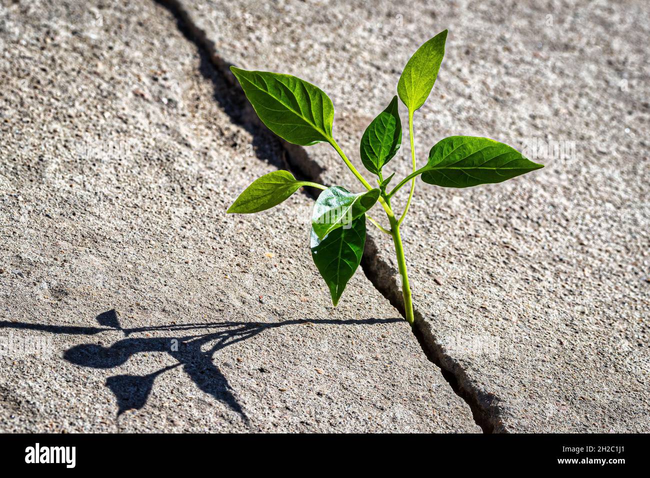 A sprout with leaves growing from a crack in concrete. The concept of ...