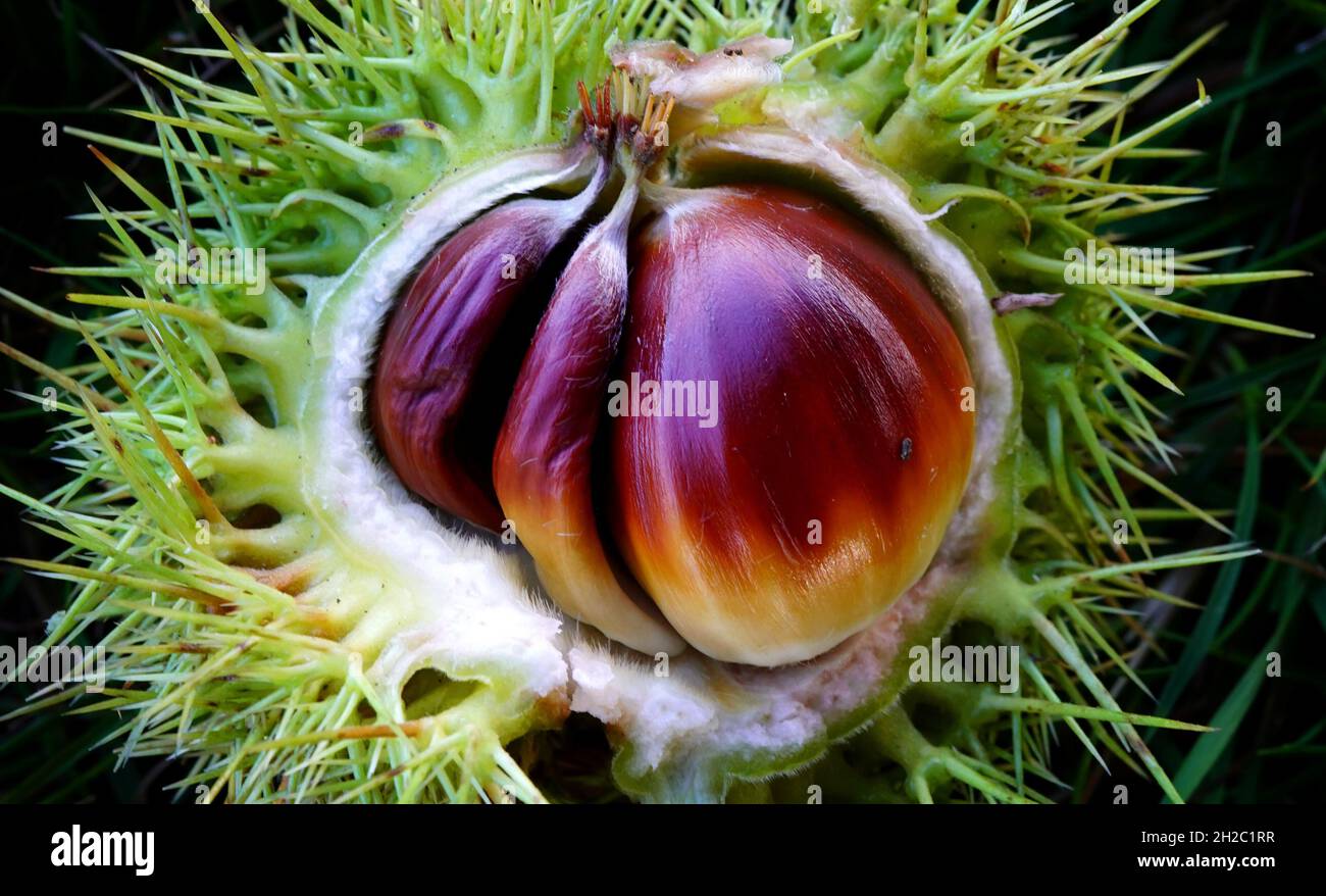 Woodland floor england nuts hi-res stock photography and images - Alamy