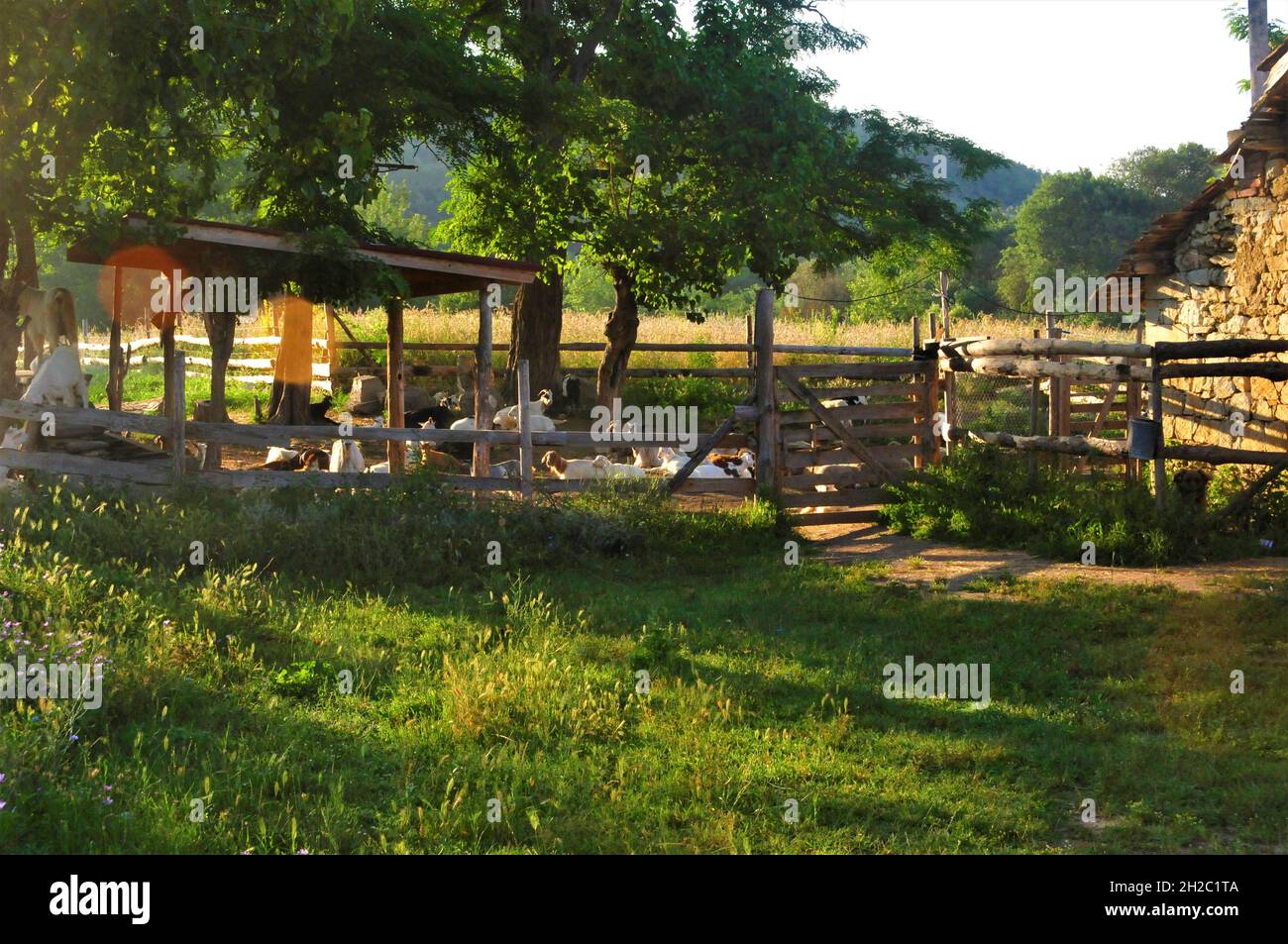 goat sheep cow and buffalo barn in morning sun Stock Photo - Alamy