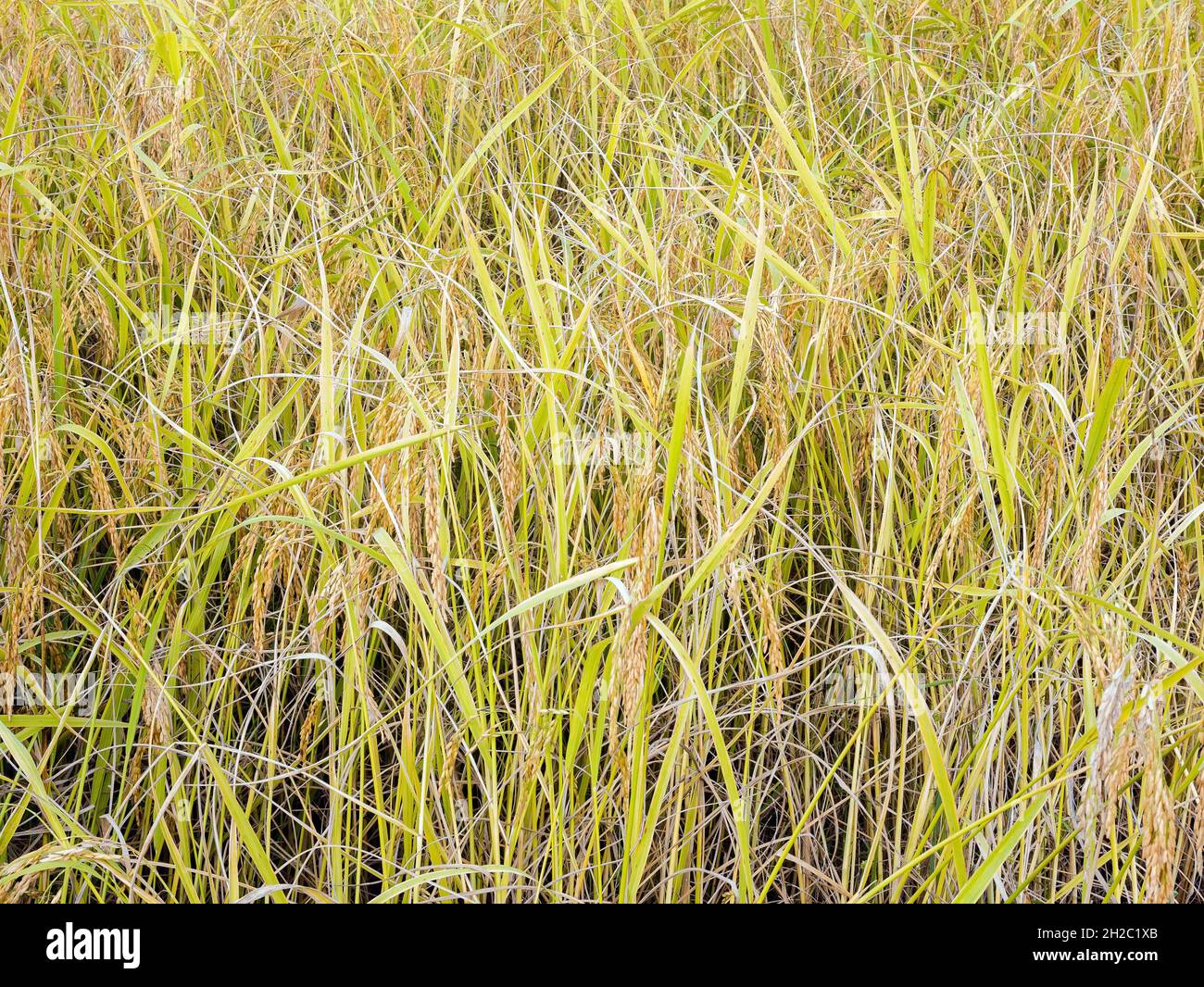 Golden yellow paddy in the fields ready for harvest Stock Photo - Alamy