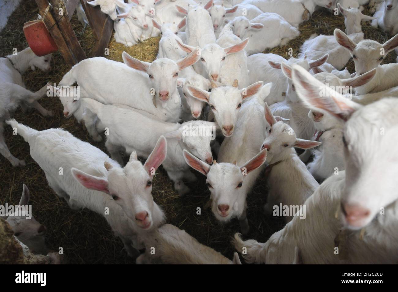 our herding goats in bulgaria Stock Photo - Alamy