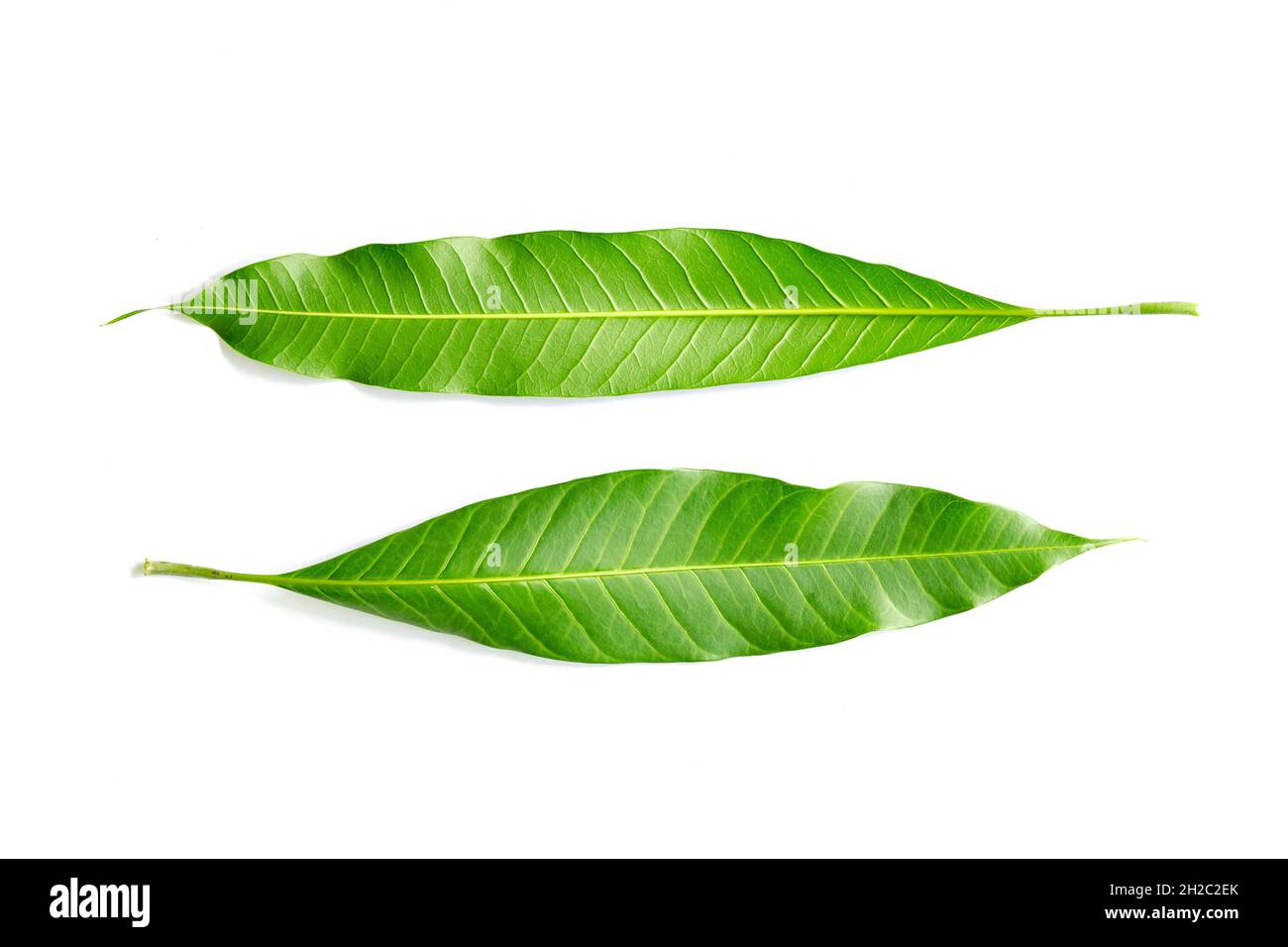 Closeup leaf of mango tree isolated on white background Stock Photo - Alamy