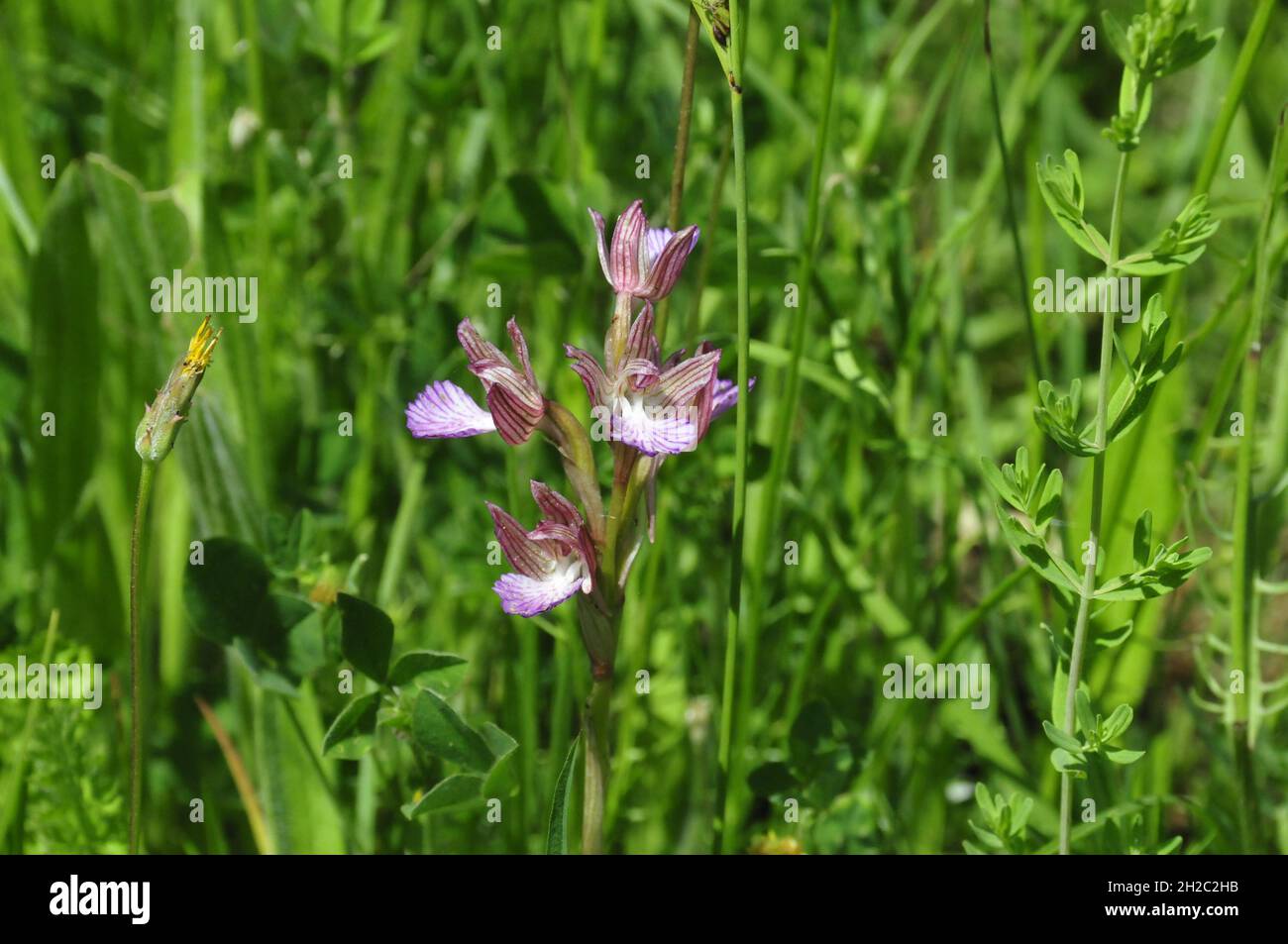 wild flowers colorful in untouched nature Stock Photo - Alamy