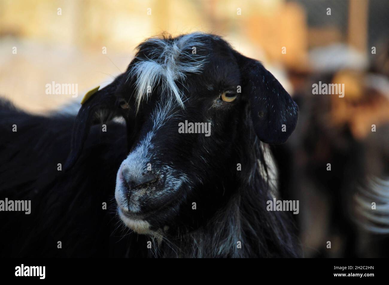 our herding goats in bulgaria Stock Photo - Alamy