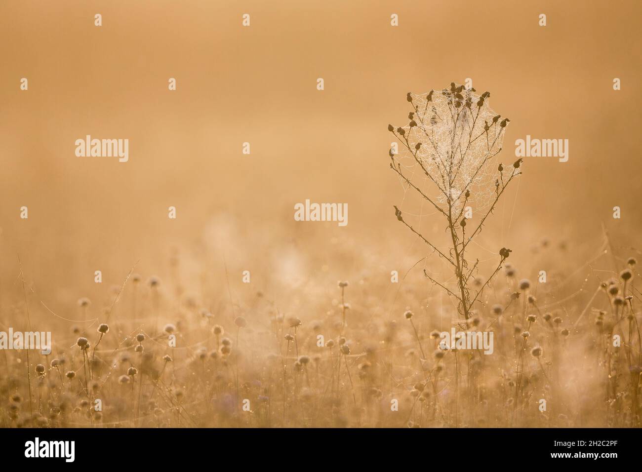 web of a Sheet weaver wetted with dew in backlight, Germany ...