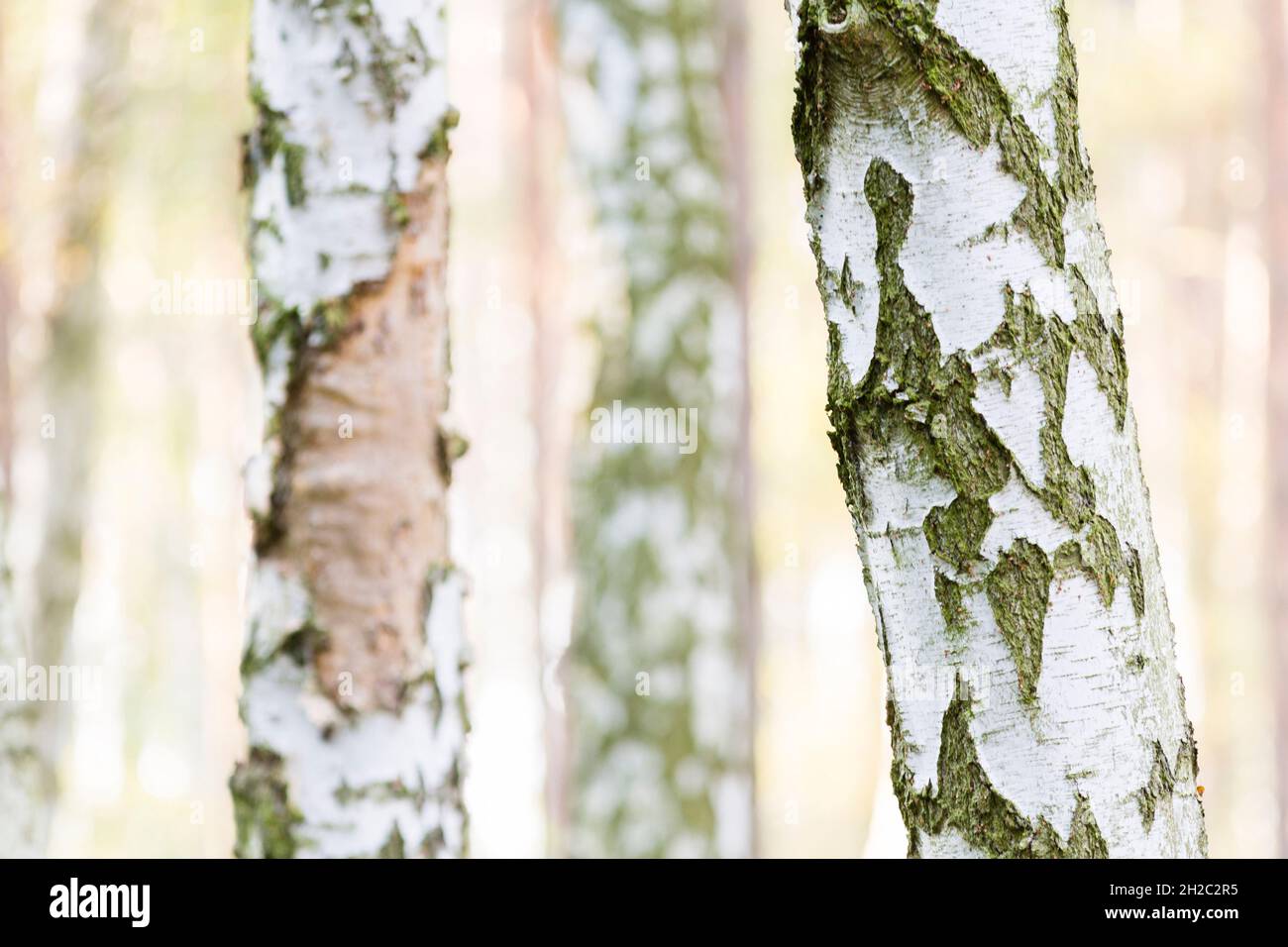 common birch, silver birch, European white birch, white birch (Betula ...