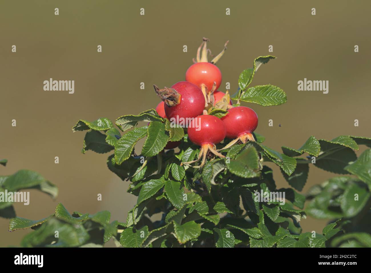 Rugosa rose, Japanese rose (Rosa rugosa), fruits, Sweden Stock Photo ...