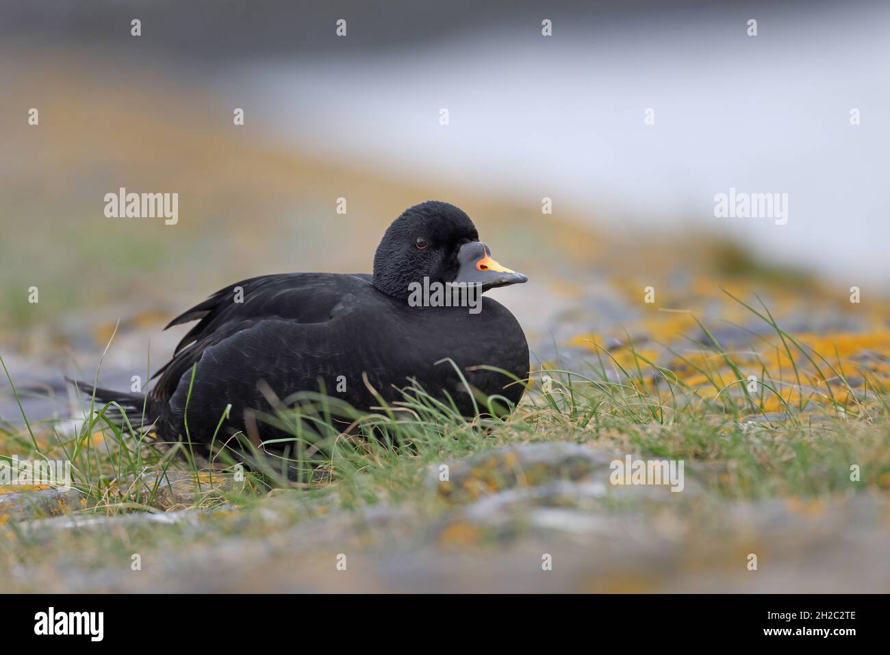 Black scoter (Melanitta nigra), resting drake in breeding plumage ...