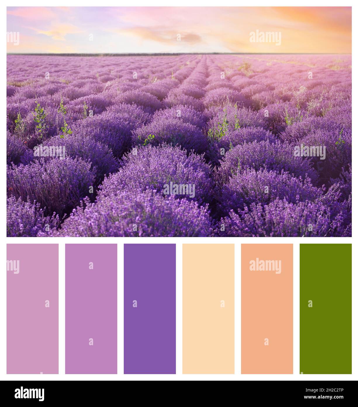 Beautiful view of blooming lavender field. Natural color palette for ...