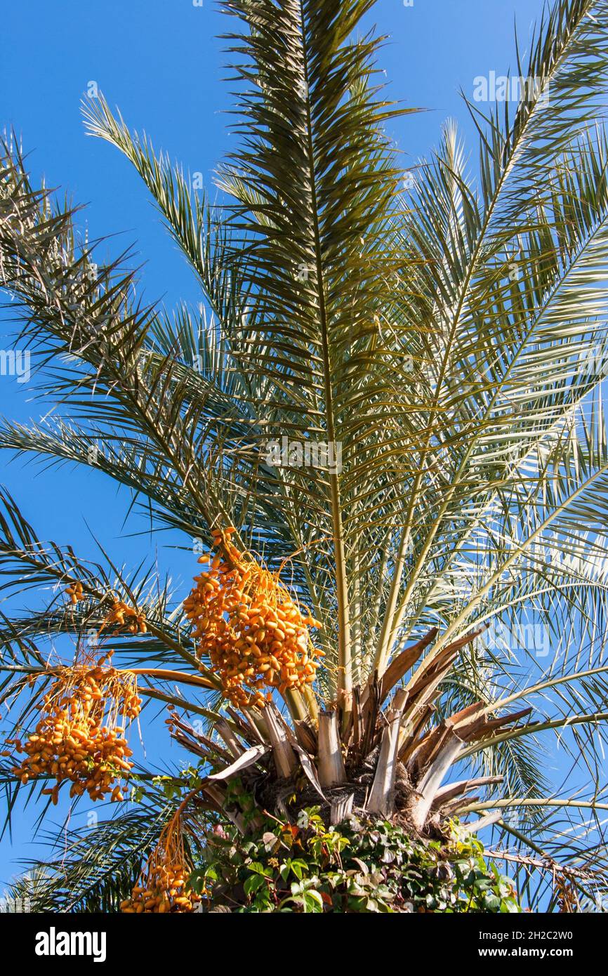 date palm (Phoenix dactylifera), fruiting, Turkey Stock Photo - Alamy