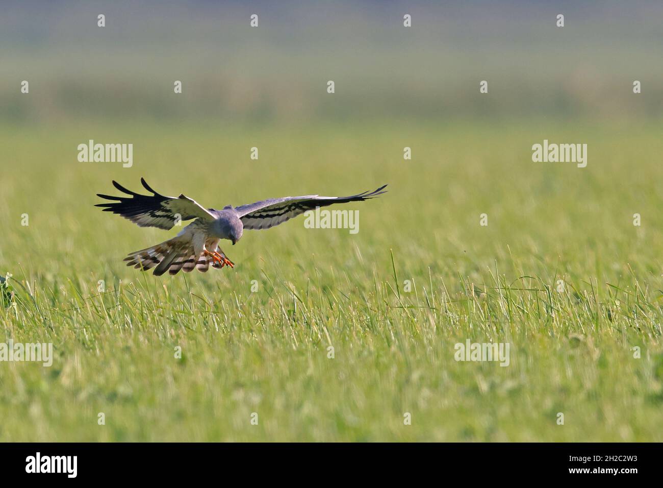 montague's harrier (Circus pygargus), hunting male, Netherlands Stock ...