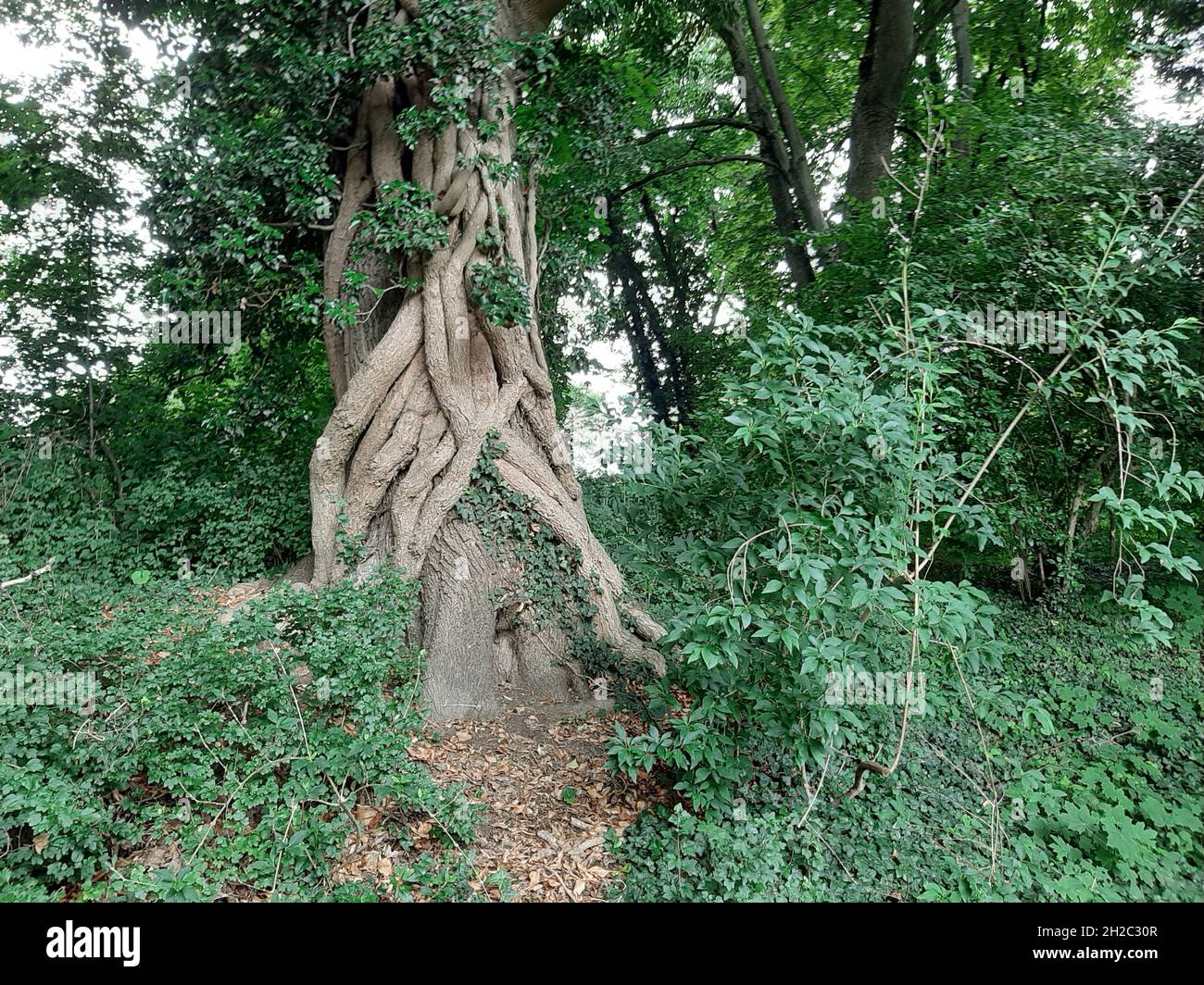 English ivy, common ivy (Hedera helix), thick old trunks of ivy ...