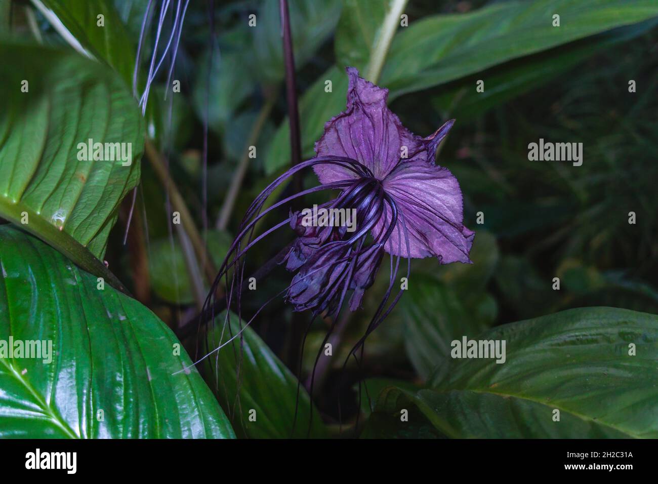 Bat plant hi-res stock photography and images - Alamy