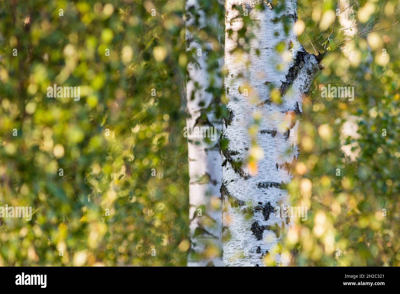 common birch, silver birch, European white birch, white birch (Betula ...