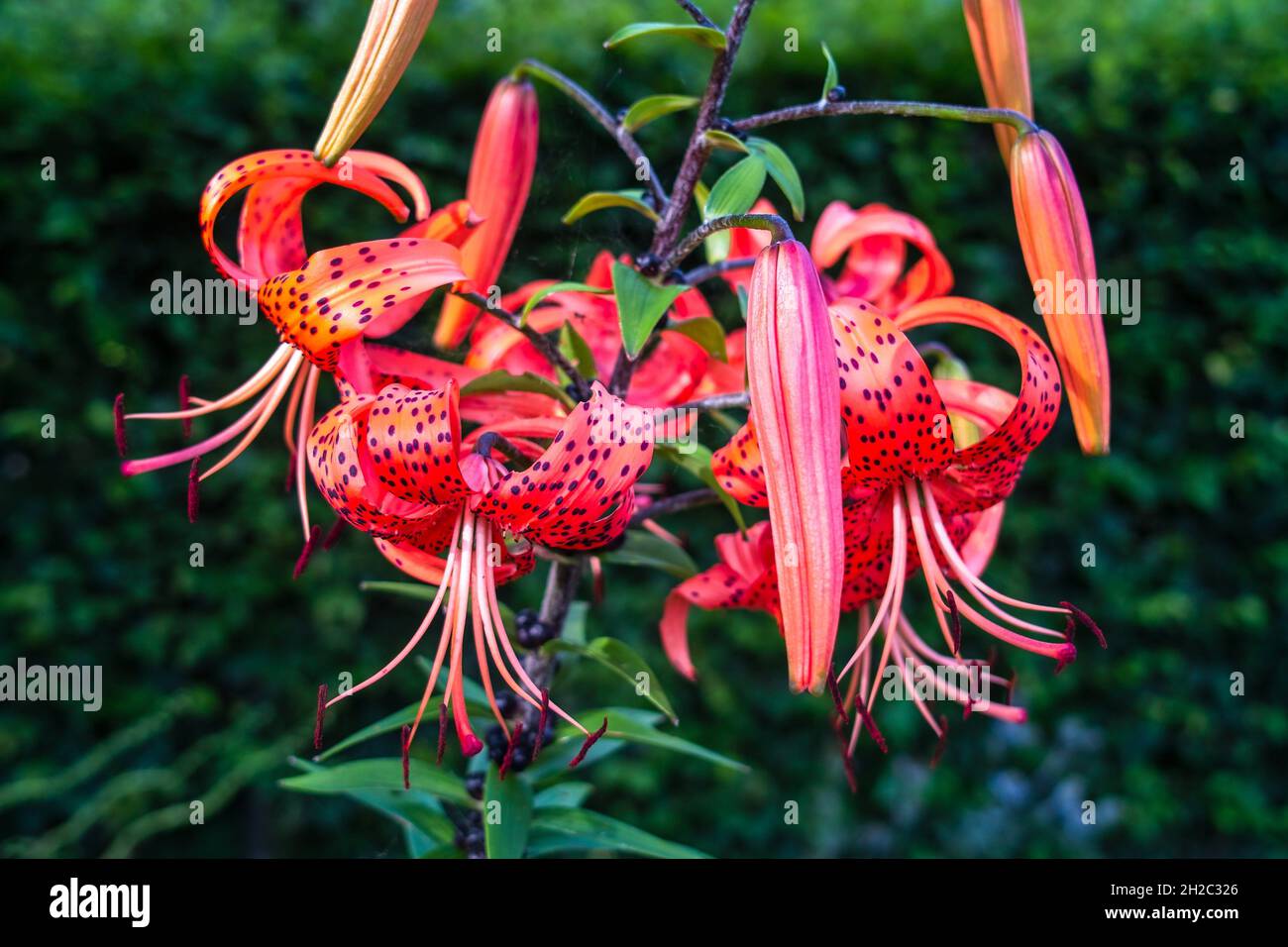 Lance-leaf tiger lily, Tiger lily (Lilium lancifolium, Lilium tigridum ...