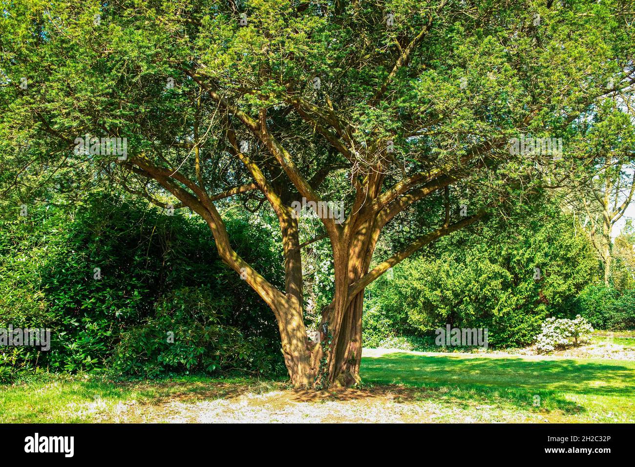 Common yew, English yew, European yew (Taxus baccata), old single tree ...