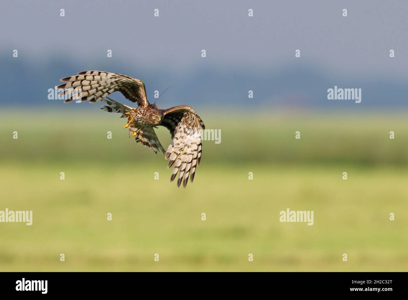 montague's harrier (Circus pygargus), female with transmitter hunting ...