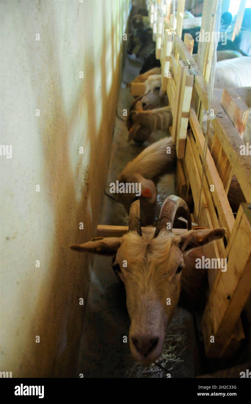 hand-milked goats and their milk Stock Photo - Alamy