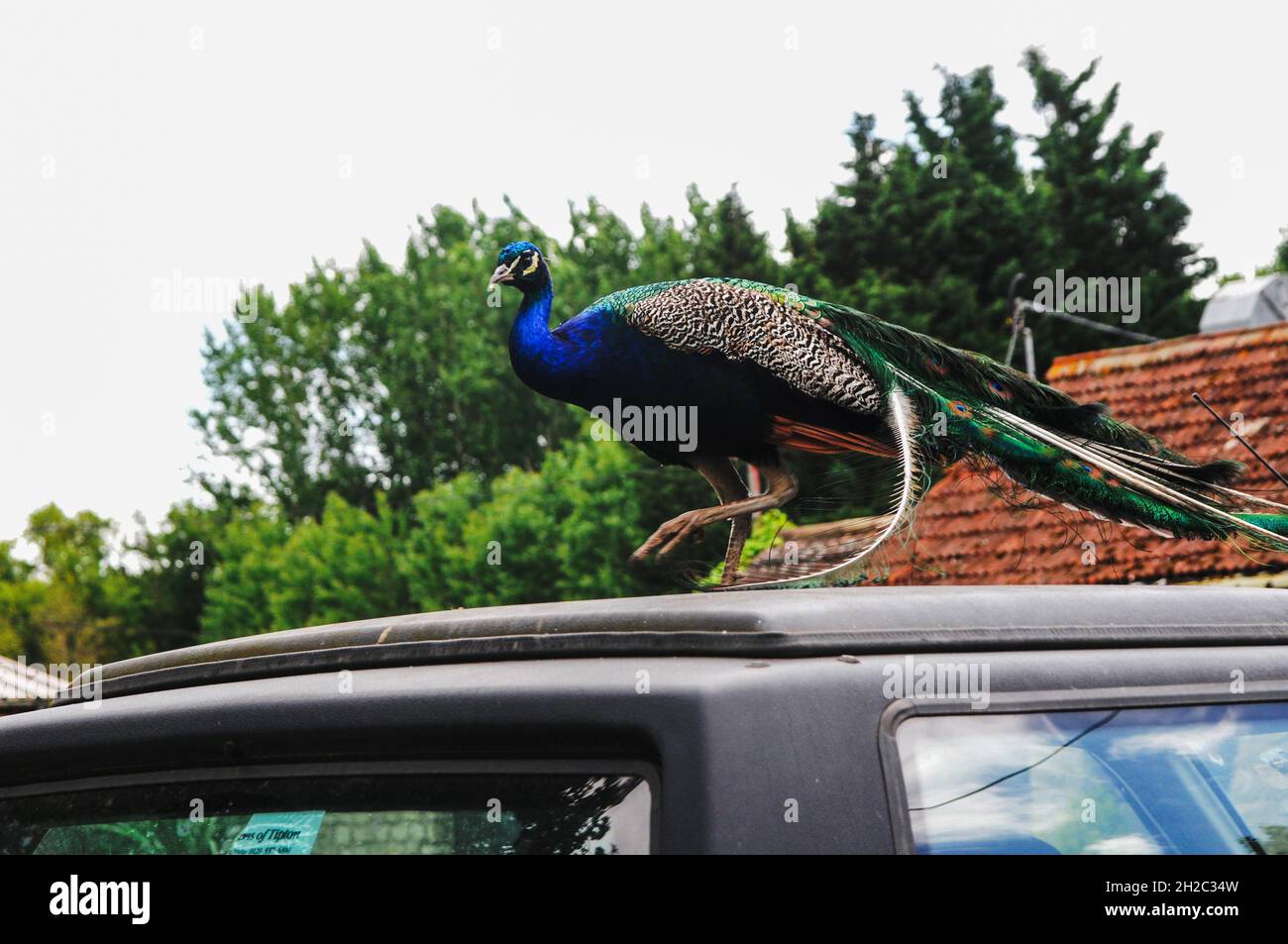 Peacock vehicle hi-res stock photography and images - Alamy