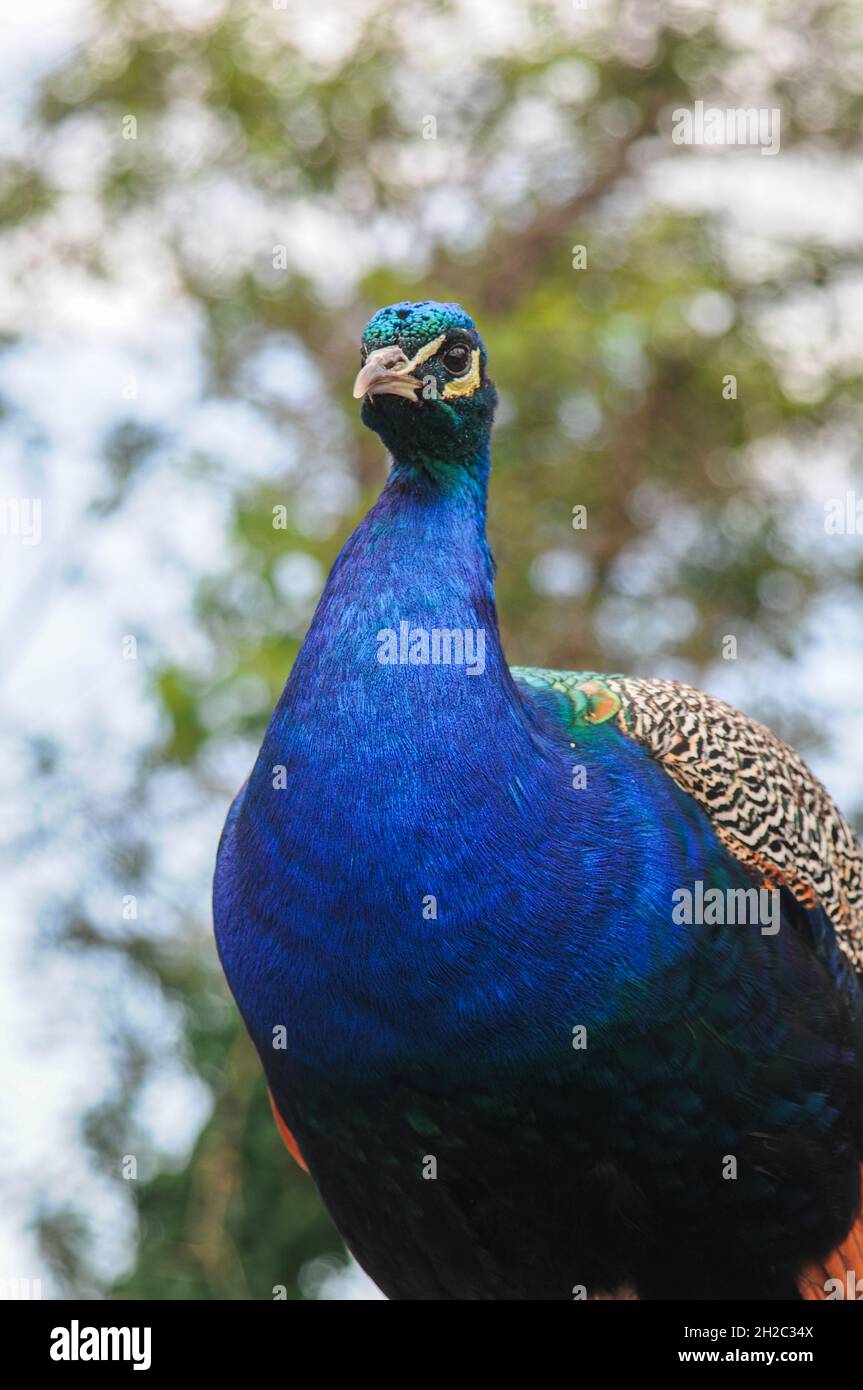 Peacock vehicle hi-res stock photography and images - Alamy