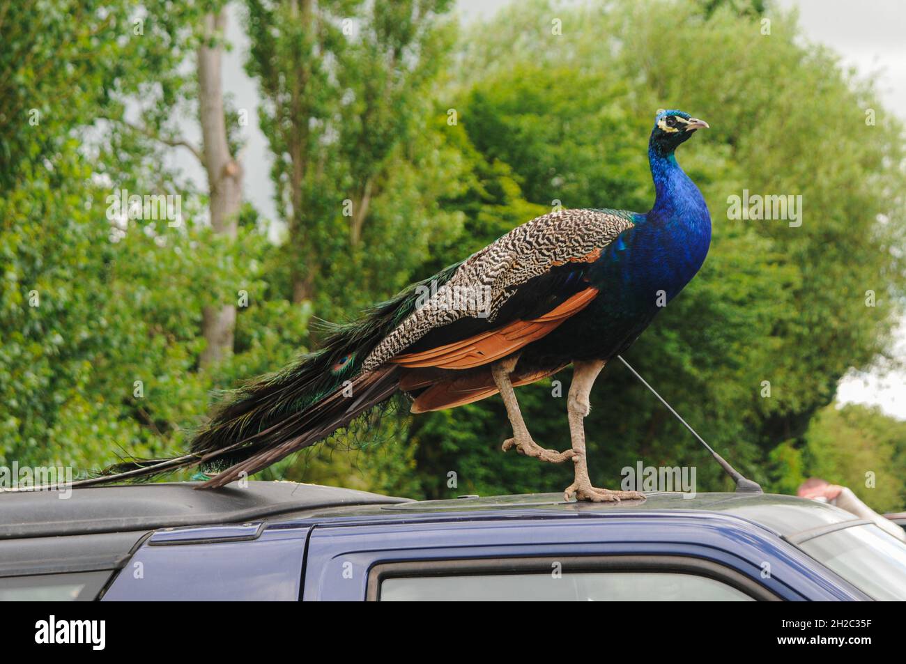 Colorful peacock on top of a car Stock Photo - Alamy