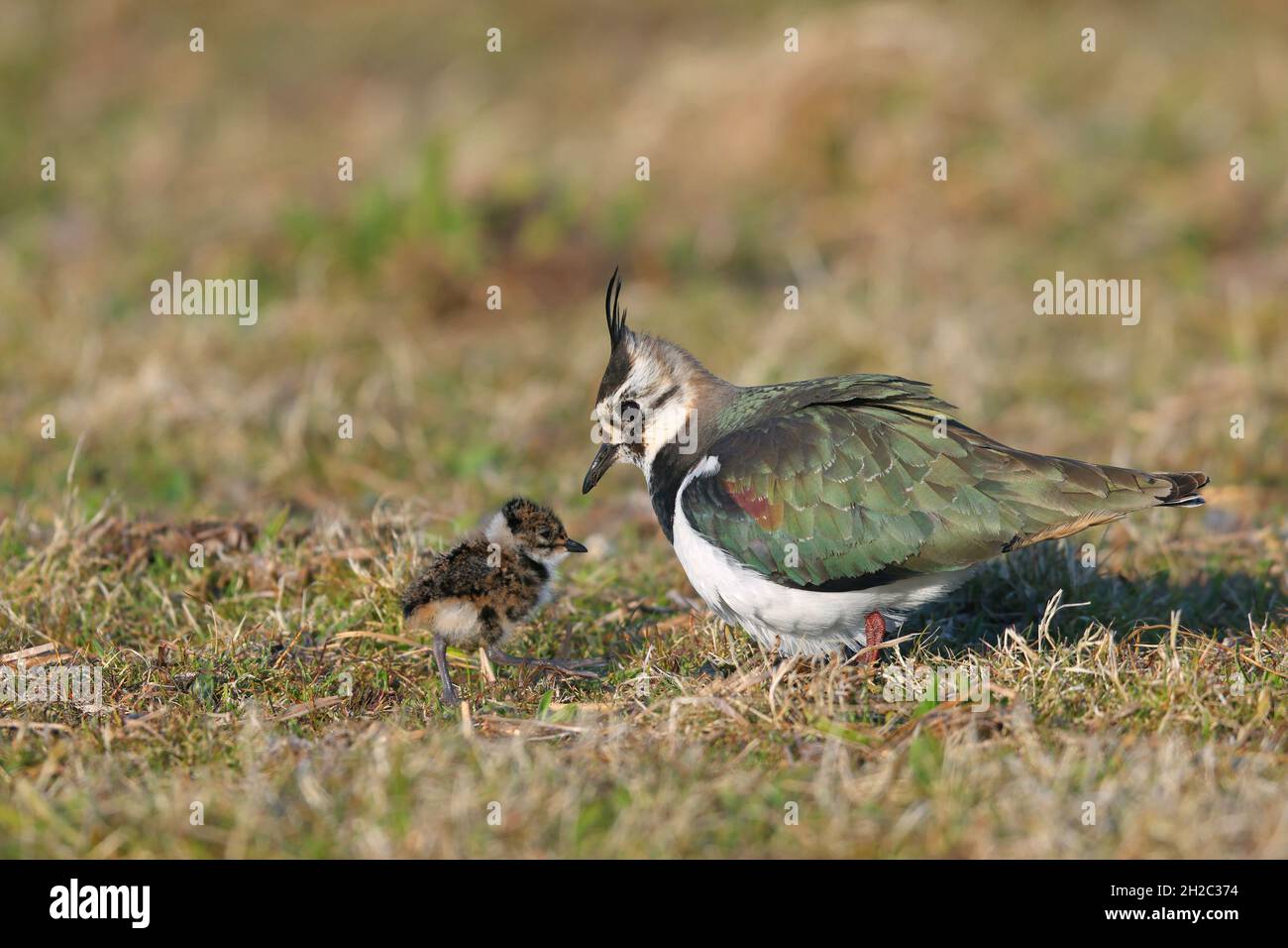 Lapwing female hi-res stock photography and images - Alamy