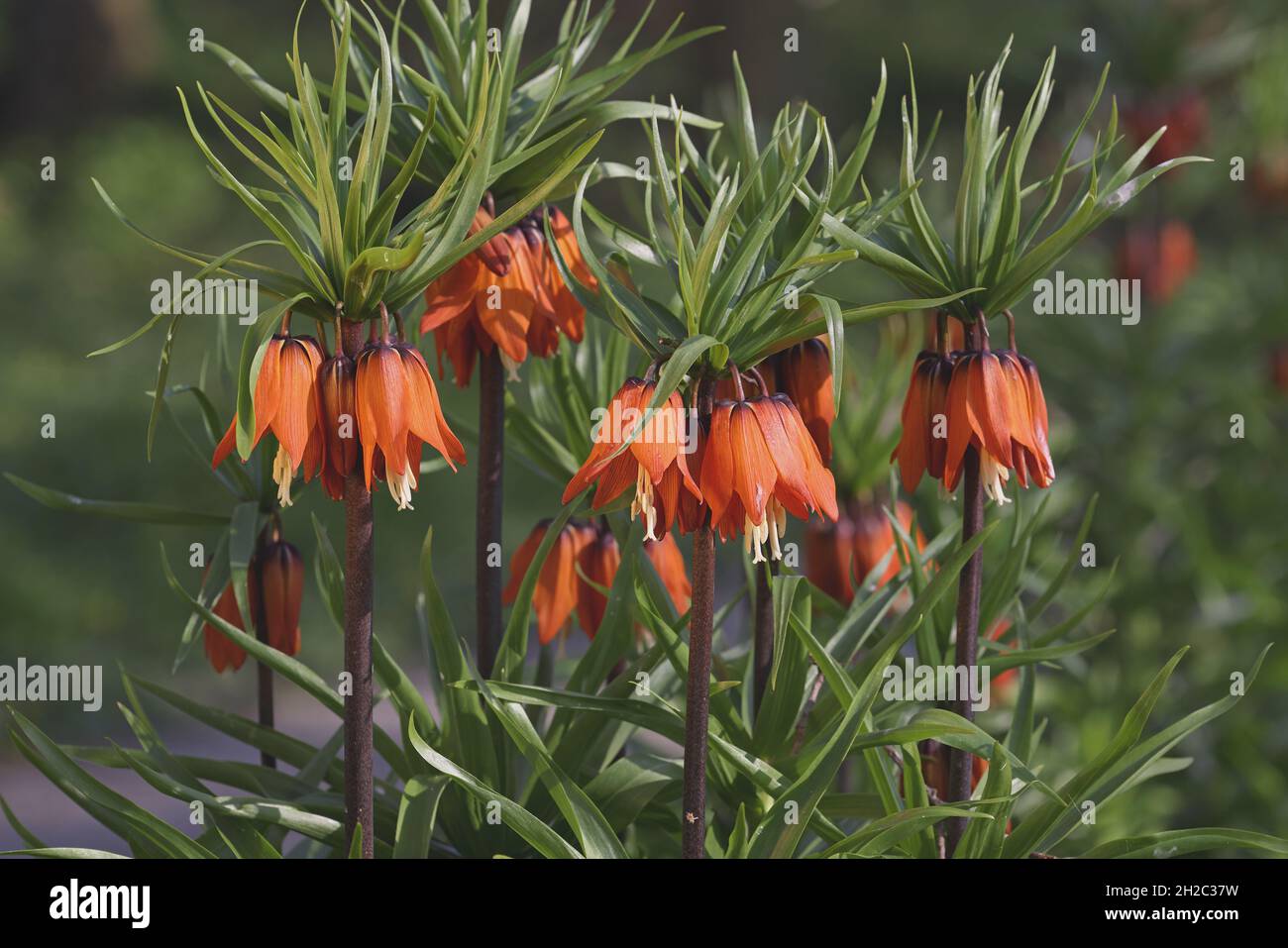 crown imperial lily (Fritillaria imperialis), blooming Stock Photo - Alamy