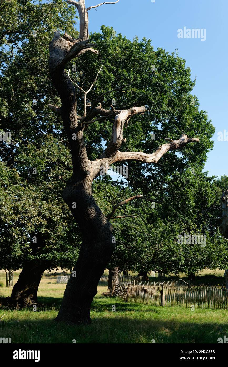 Old crooked tree in Richmond Park, England Stock Photo - Alamy