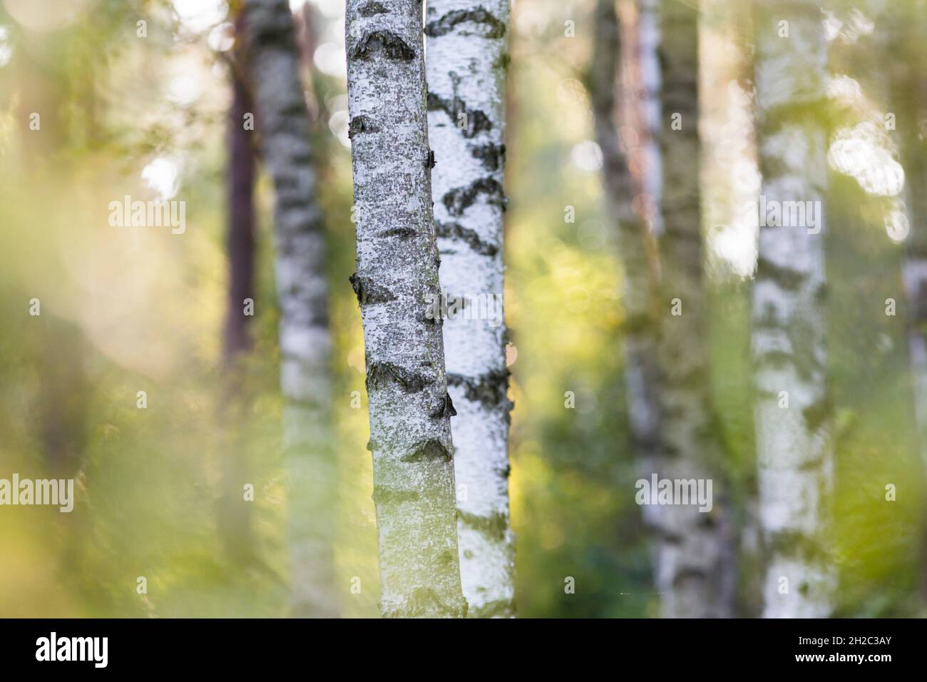 common birch, silver birch, European white birch, white birch (Betula ...