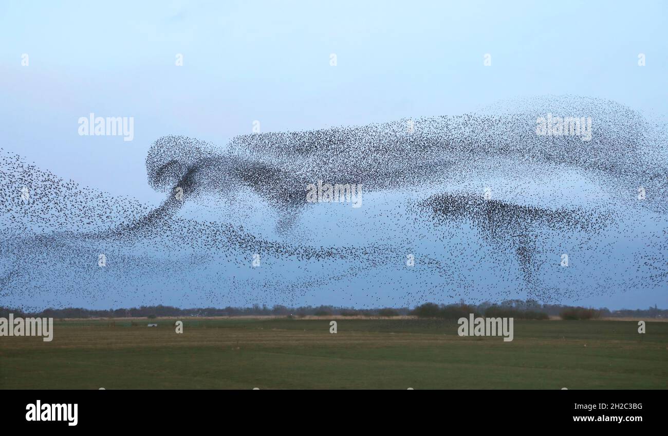 Flocks of starlings hi-res stock photography and images - Alamy