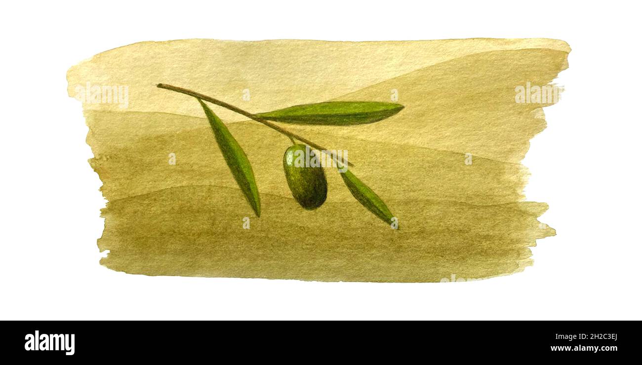 Olives branch and watercolor olive wave lines background. Illustration ...