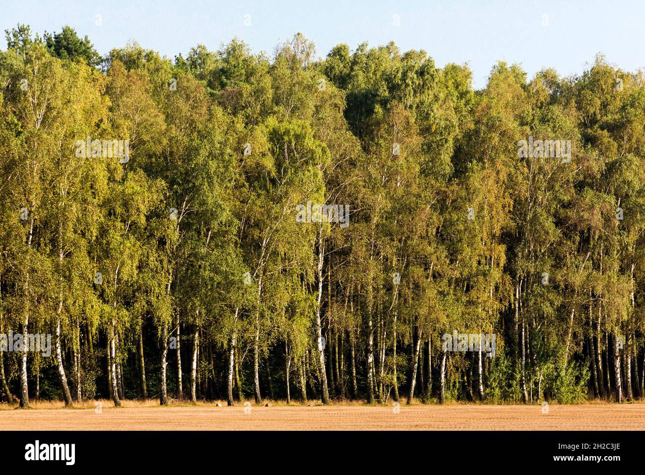 common birch, silver birch, European white birch, white birch (Betula ...