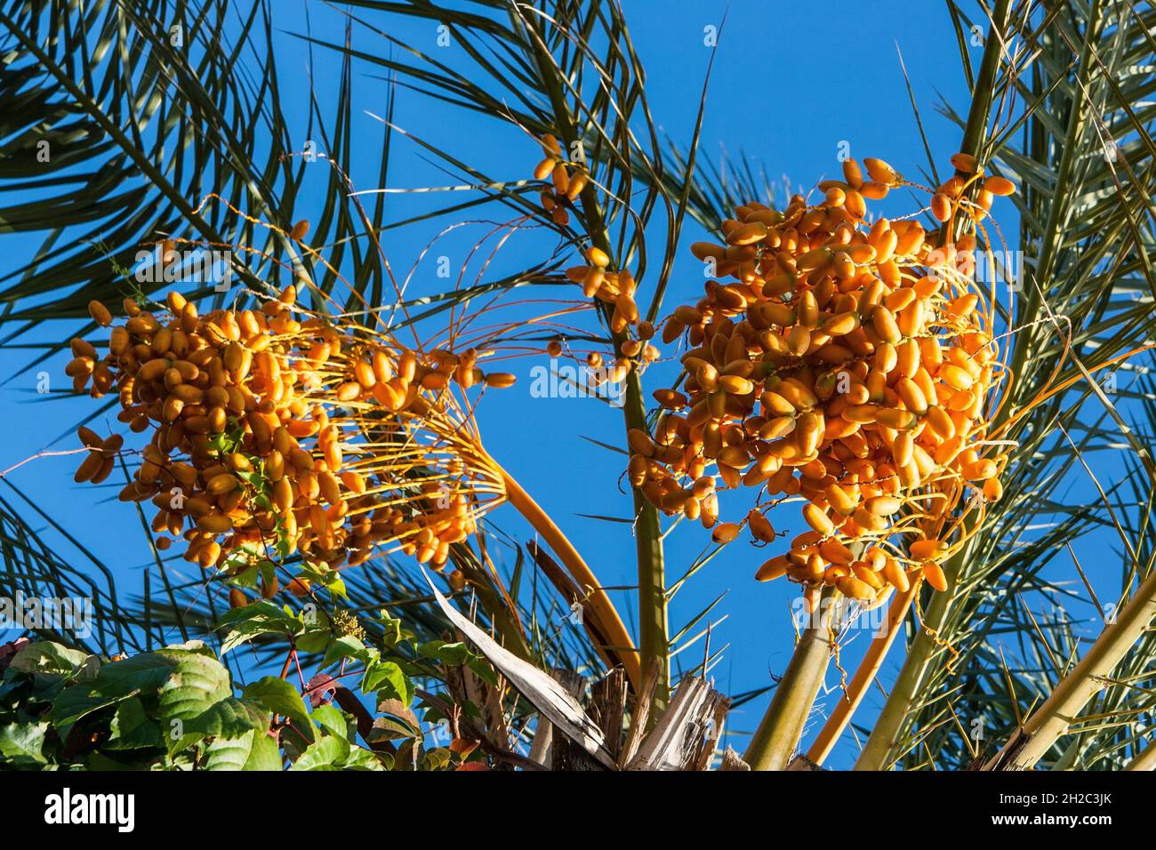 date palm (Phoenix dactylifera), fruiting, Turkey Stock Photo - Alamy