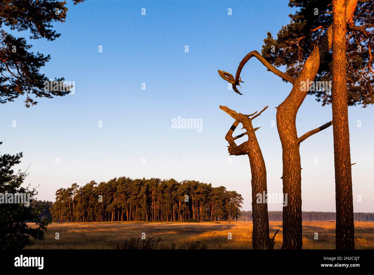 Scotch pine, Scots pine (Pinus sylvestris), several pines at the edge ...