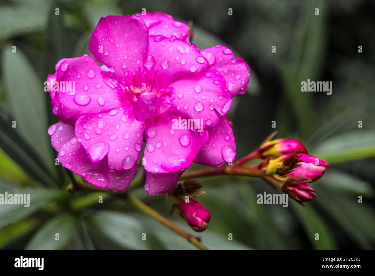 oleander (Nerium oleander), double flower Oleander and buds, Turkey ...