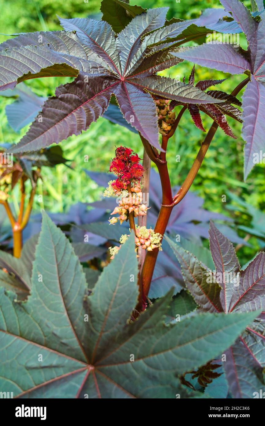 castor-oil plant, castor oil plant, ricin, Castor bean, Castorbean ...