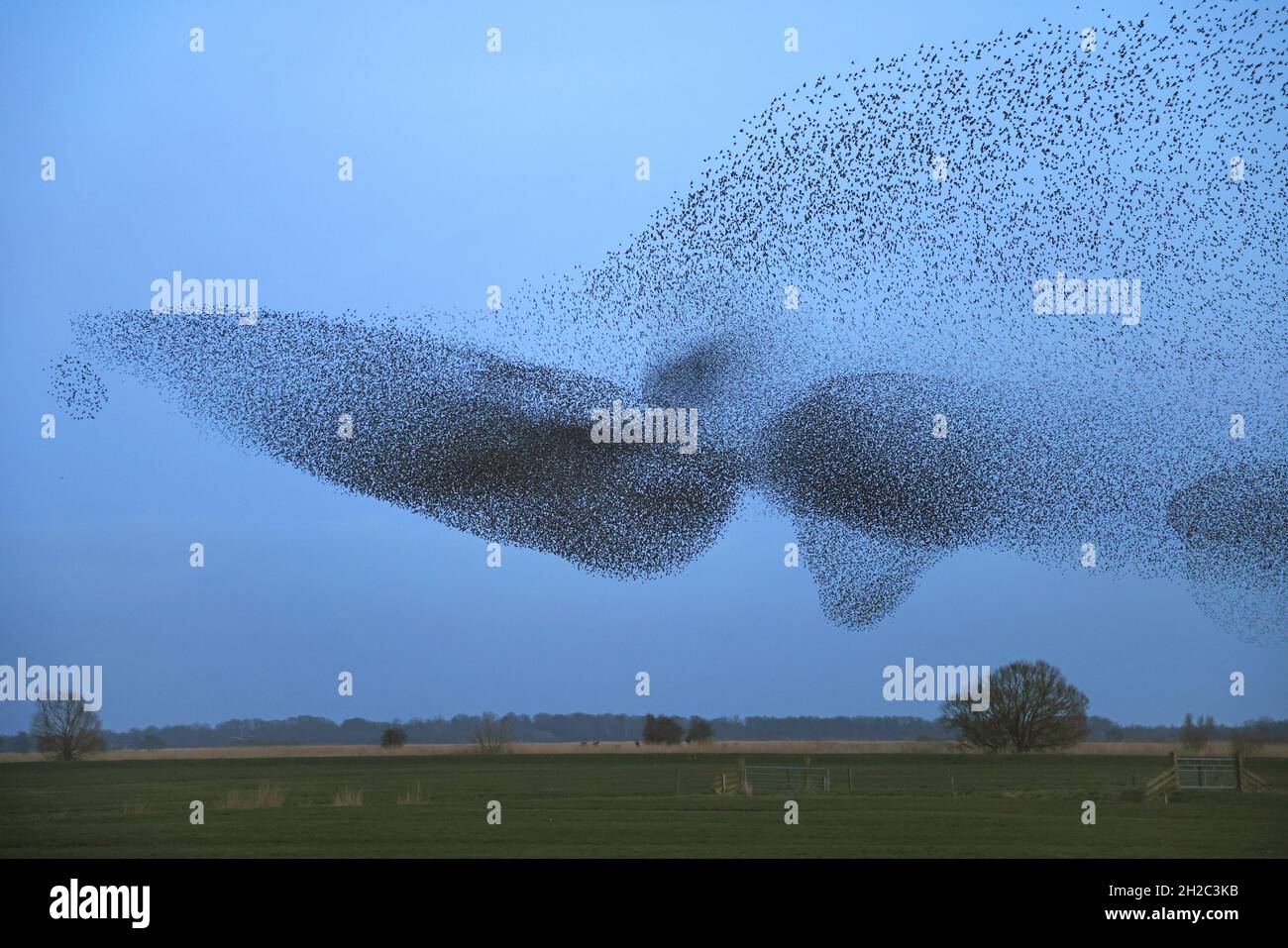 Flocks of starlings hi-res stock photography and images - Alamy