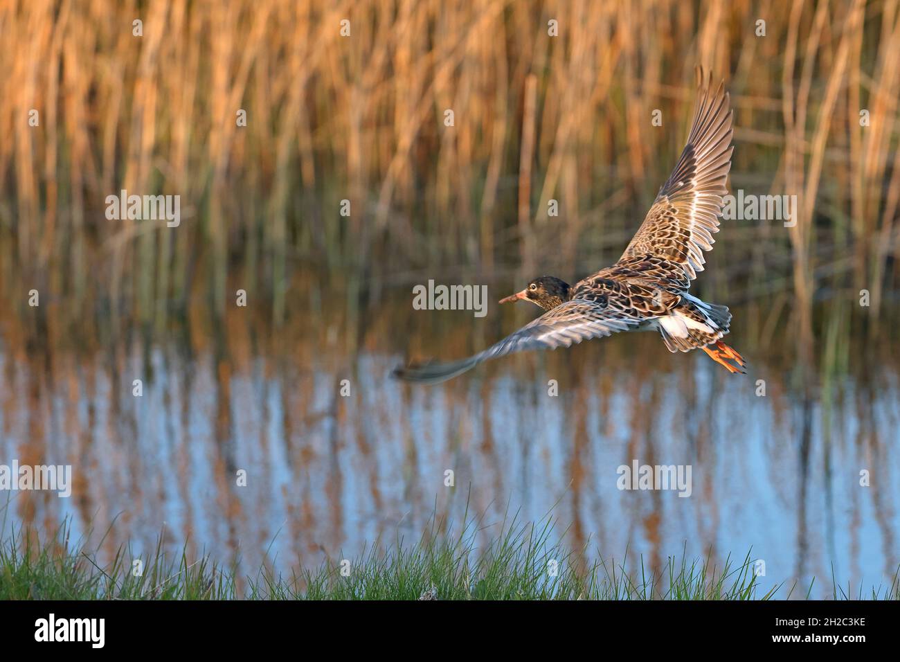 Ruff philomachus pugnax volando hi-res stock photography and images - Alamy