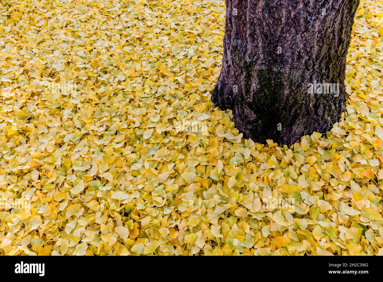 maidenhair tree, Ginkgo Tree, Gingko Tree, Ginko Tree (Ginkgo biloba ...