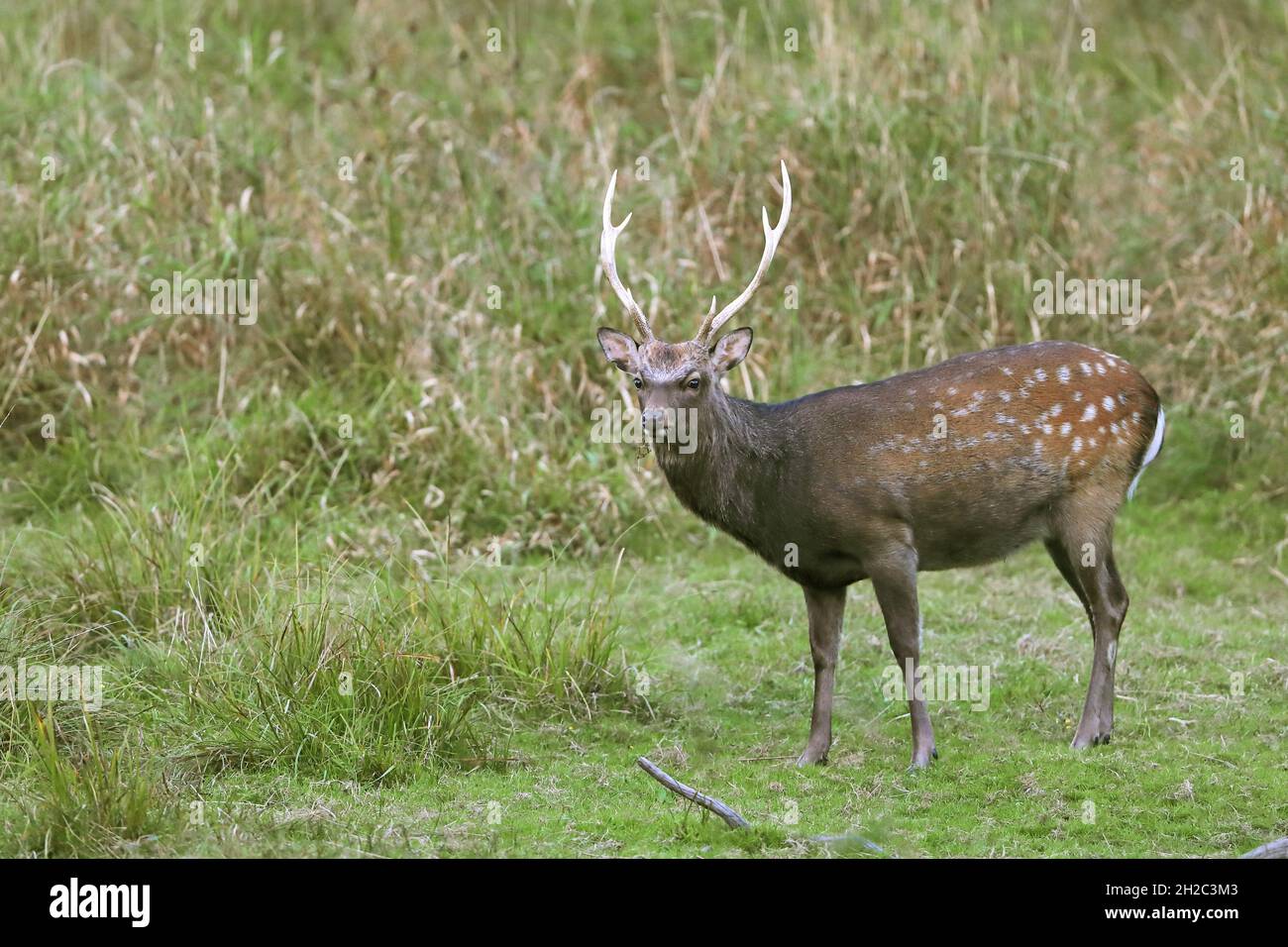 Tame deer cervus hi-res stock photography and images - Alamy