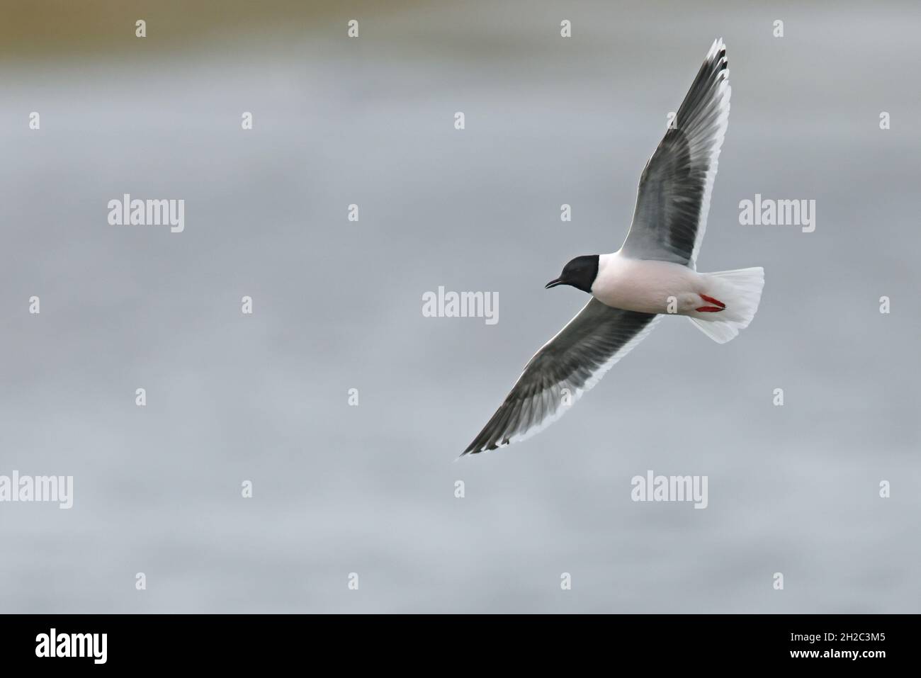 little gull (Hydrocoloeus minutus, Larus minutus), Subadult little gull ...