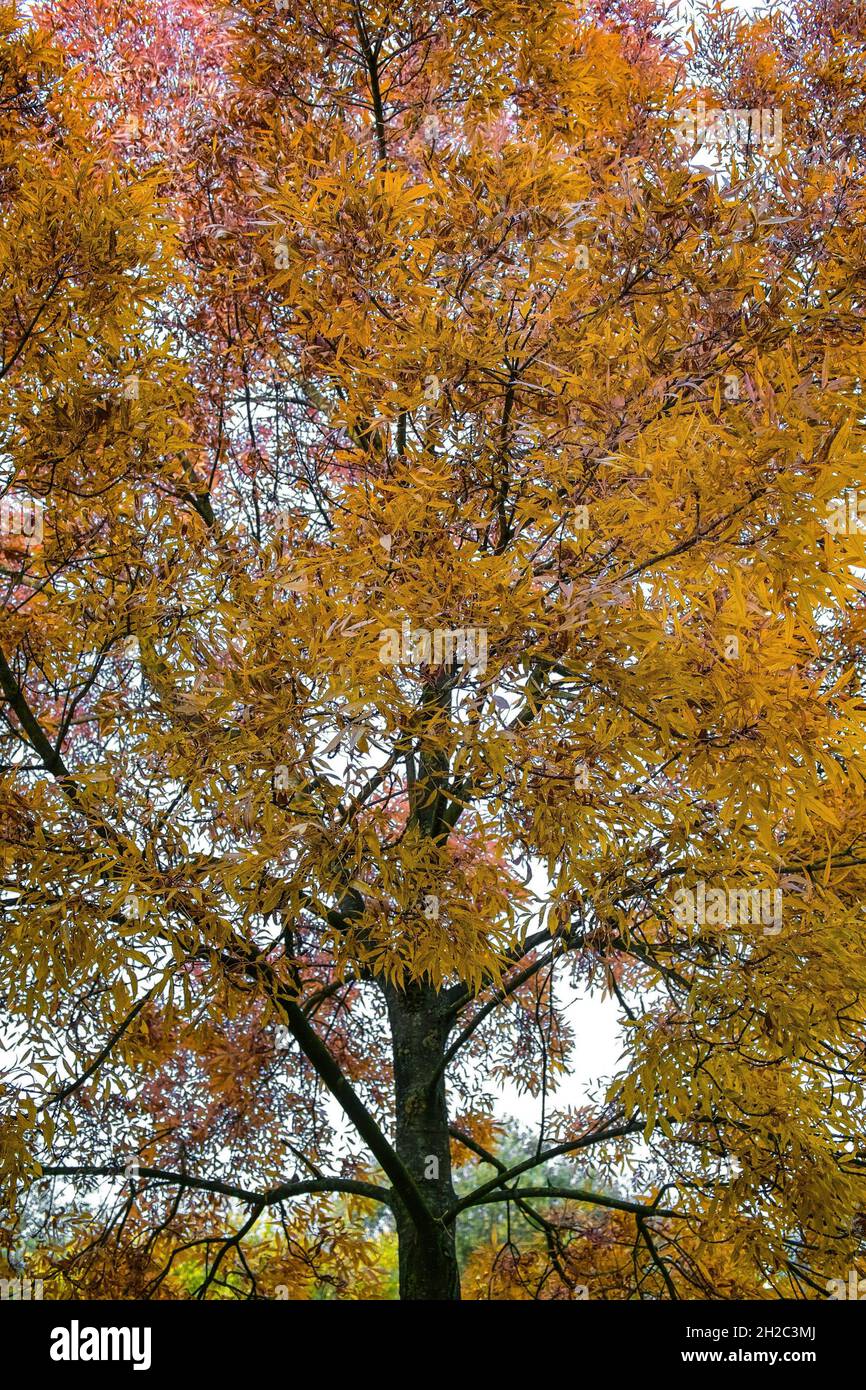 manna ash (Fraxinus ornus), in autumn Stock Photo - Alamy