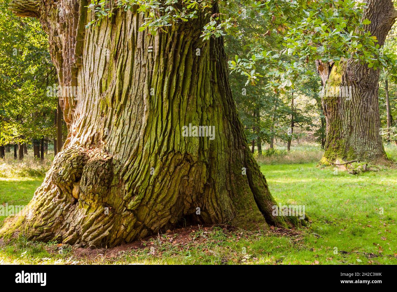common oak, pedunculate oak, English oak (Quercus robur. Quercus ...