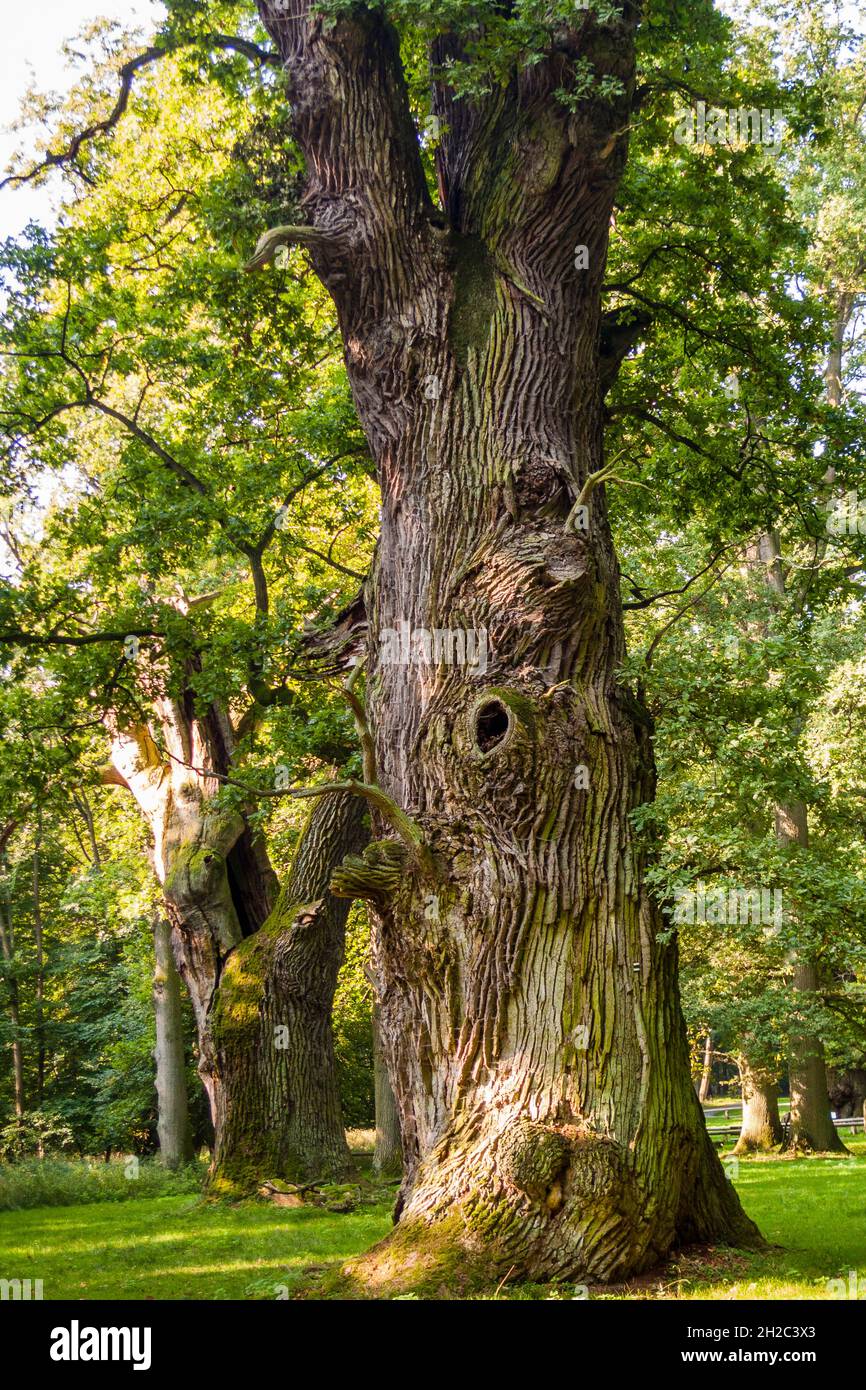 common oak, pedunculate oak, English oak (Quercus robur. Quercus ...