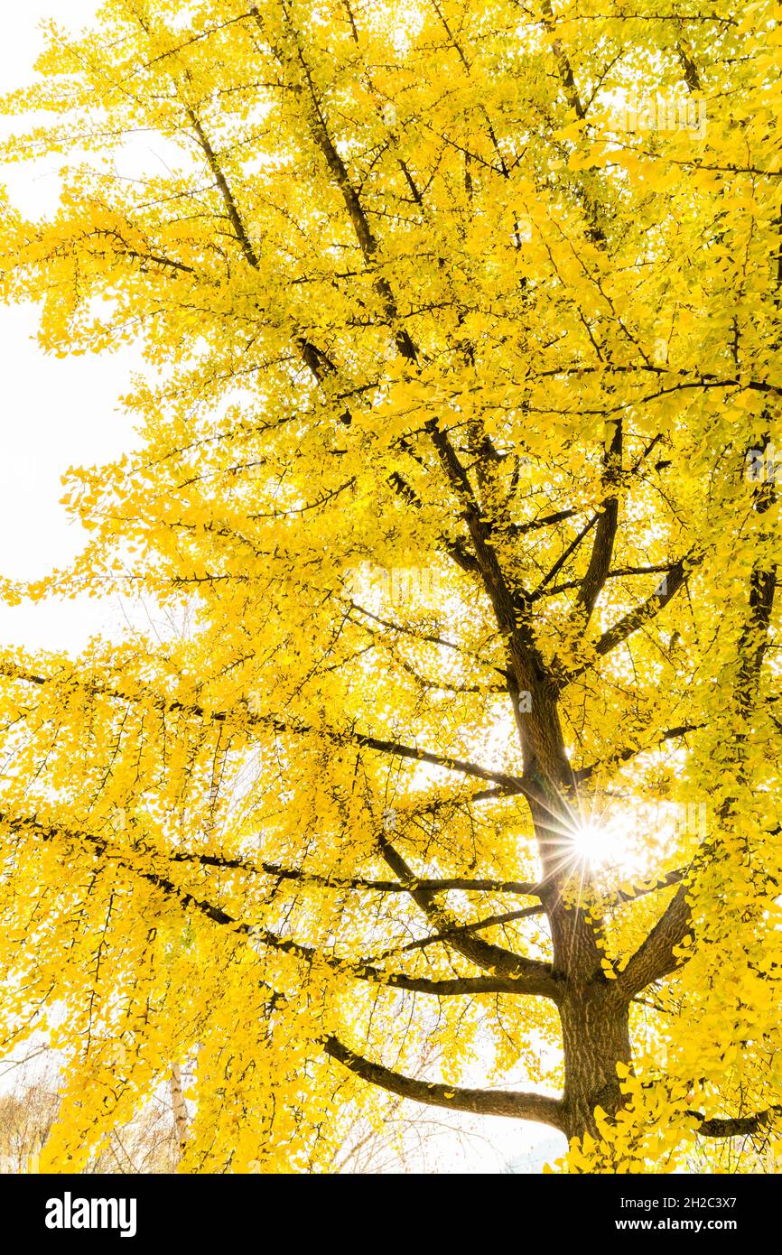 maidenhair tree, Ginkgo Tree, Gingko Tree, Ginko Tree (Ginkgo biloba ...