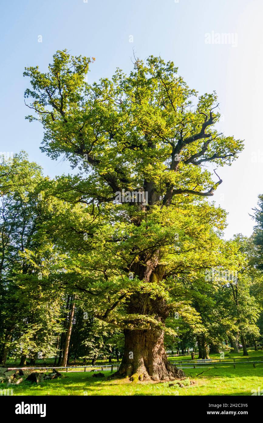 1000 year old oak tree hi-res stock photography and images - Alamy