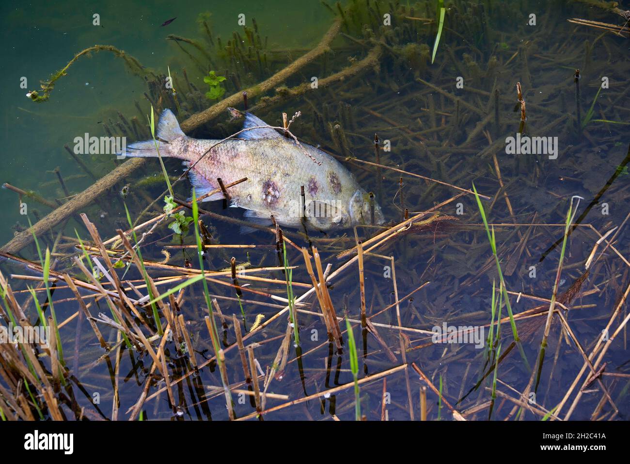 mirror carp, European carp (Cyprinus carpio), dead carp in a lake ...