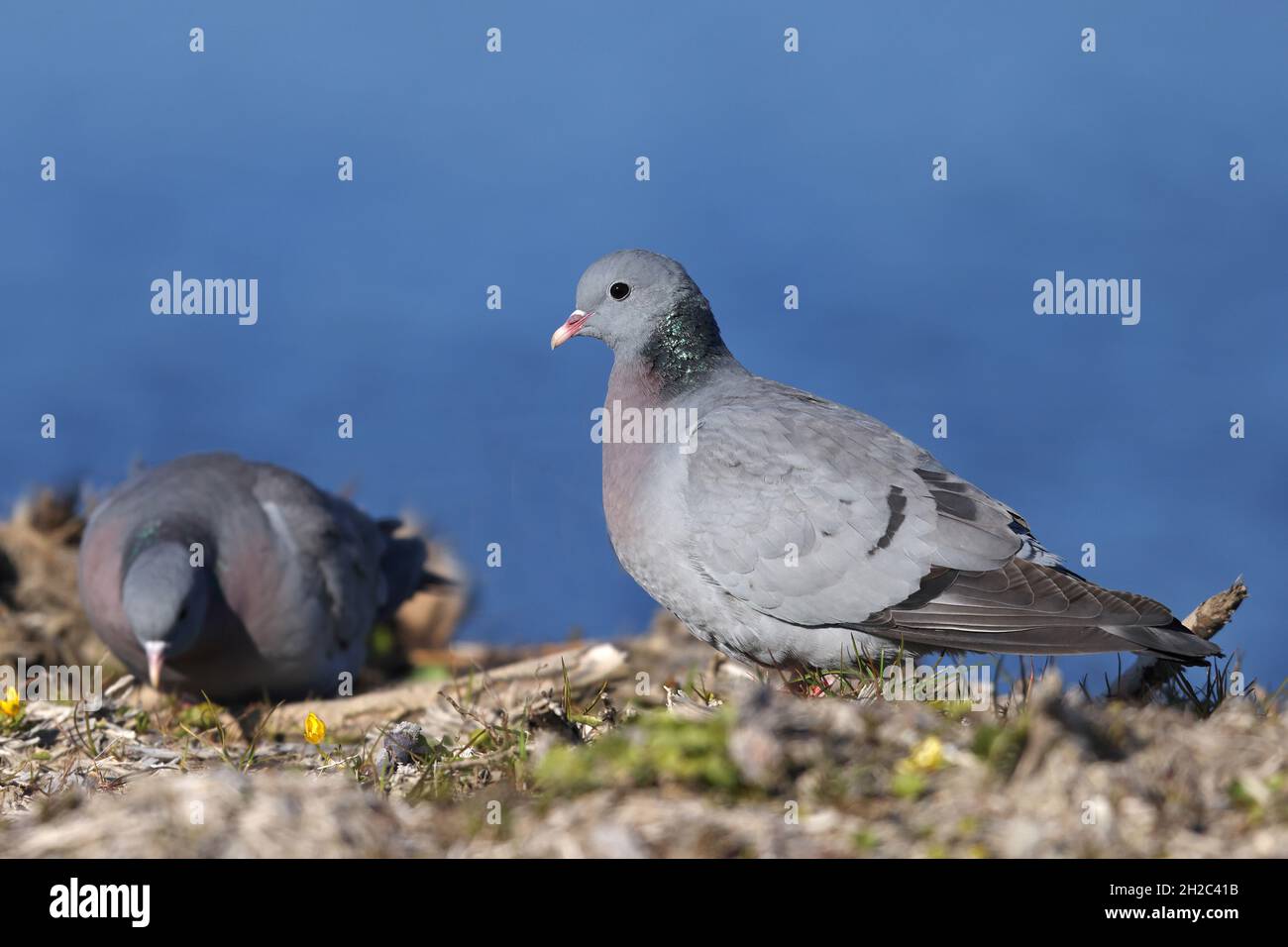 Full length stock pigeons pigeon hi-res stock photography and images ...