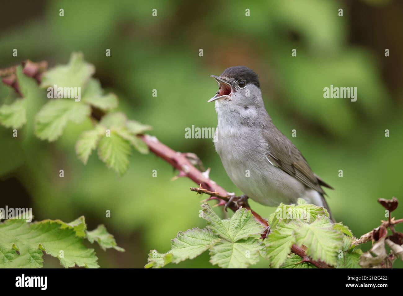 Male blackcap singing spring hi-res stock photography and images - Alamy